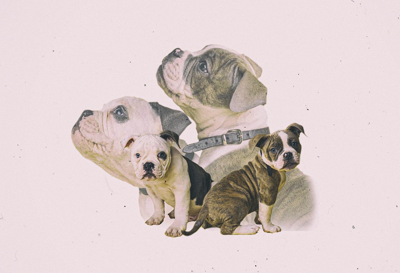 Chiot Chiots Bouledogue - Photo gratuite sur Pixabay - Pixabay