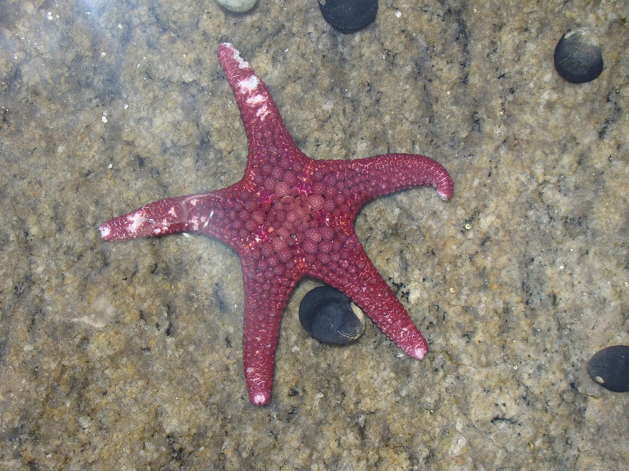 Étoile De Mer Rose Échinoderme - Photo gratuite sur Pixabay