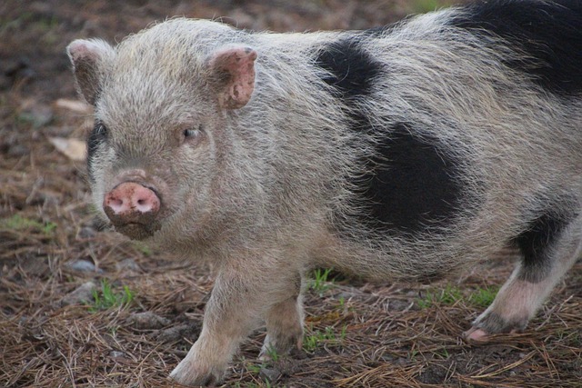 Animal Porc Porcelet Farm - Photo gratuite sur Pixabay - Pixabay