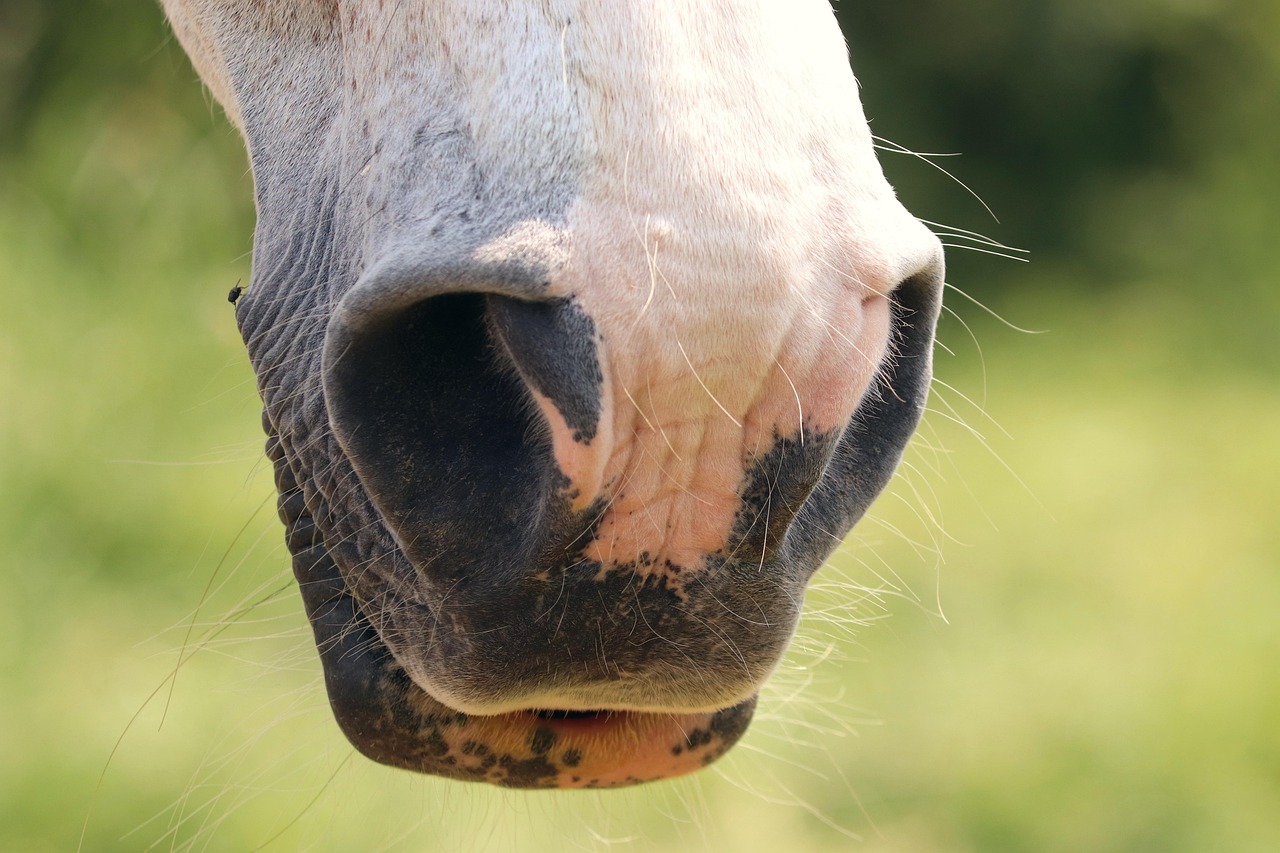 Nostril Horse Nostrils Snout - Free photo on Pixabay - Pixabay