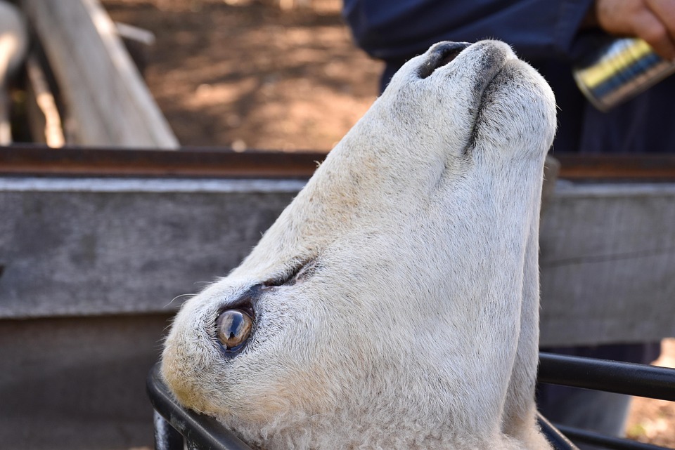 Animal Cabra Mamífero - Foto gratuita no Pixabay - Pixabay