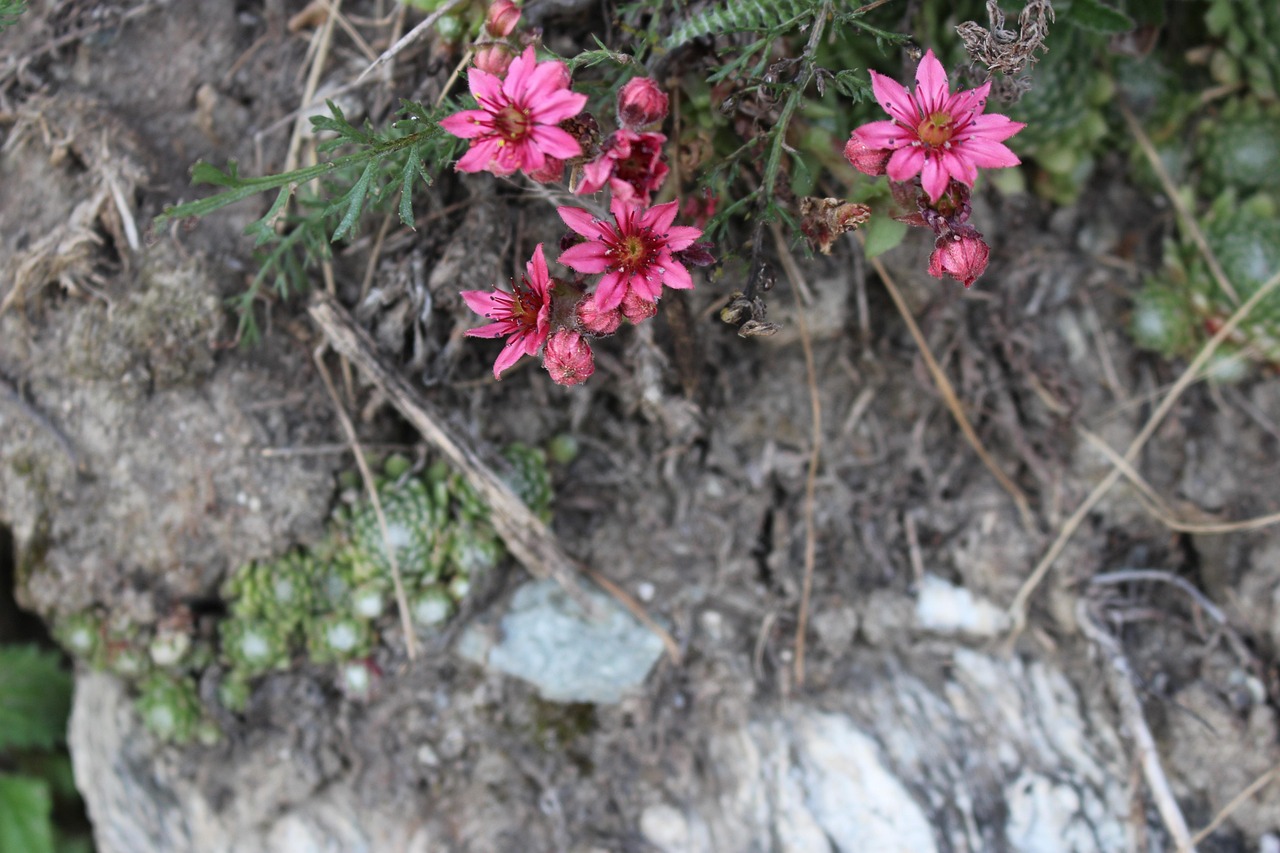 Blumen Fels - Kostenloses Foto auf Pixabay