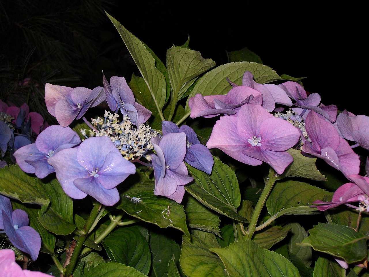 Hydrangea Ungu - Foto gratis di Pixabay