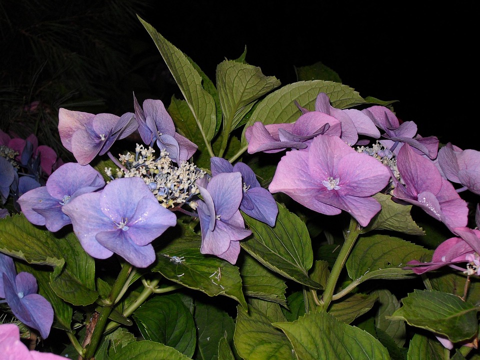 Hydrangea Violetti - Ilmainen valokuva Pixabayssa - Pixabay