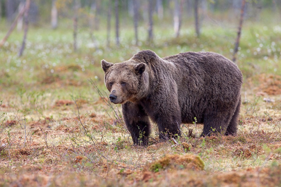 Bear Mammalian Beast - Free photo on Pixabay - Pixabay