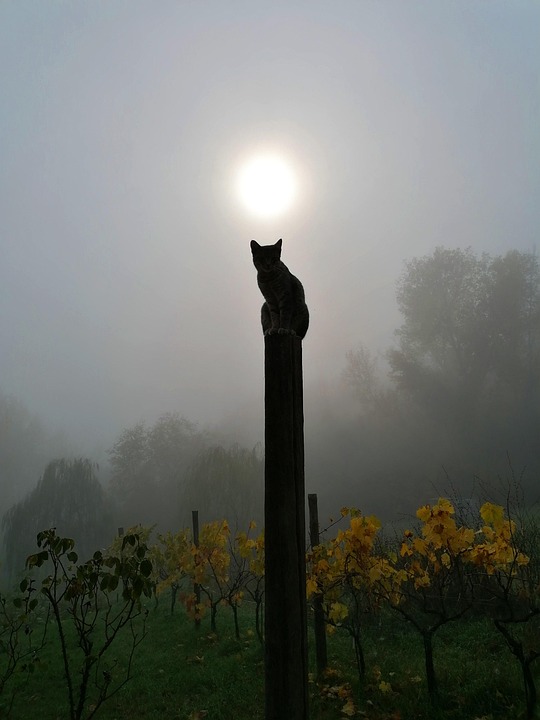 Cat Backlight Fog - Free photo on Pixabay - Pixabay
