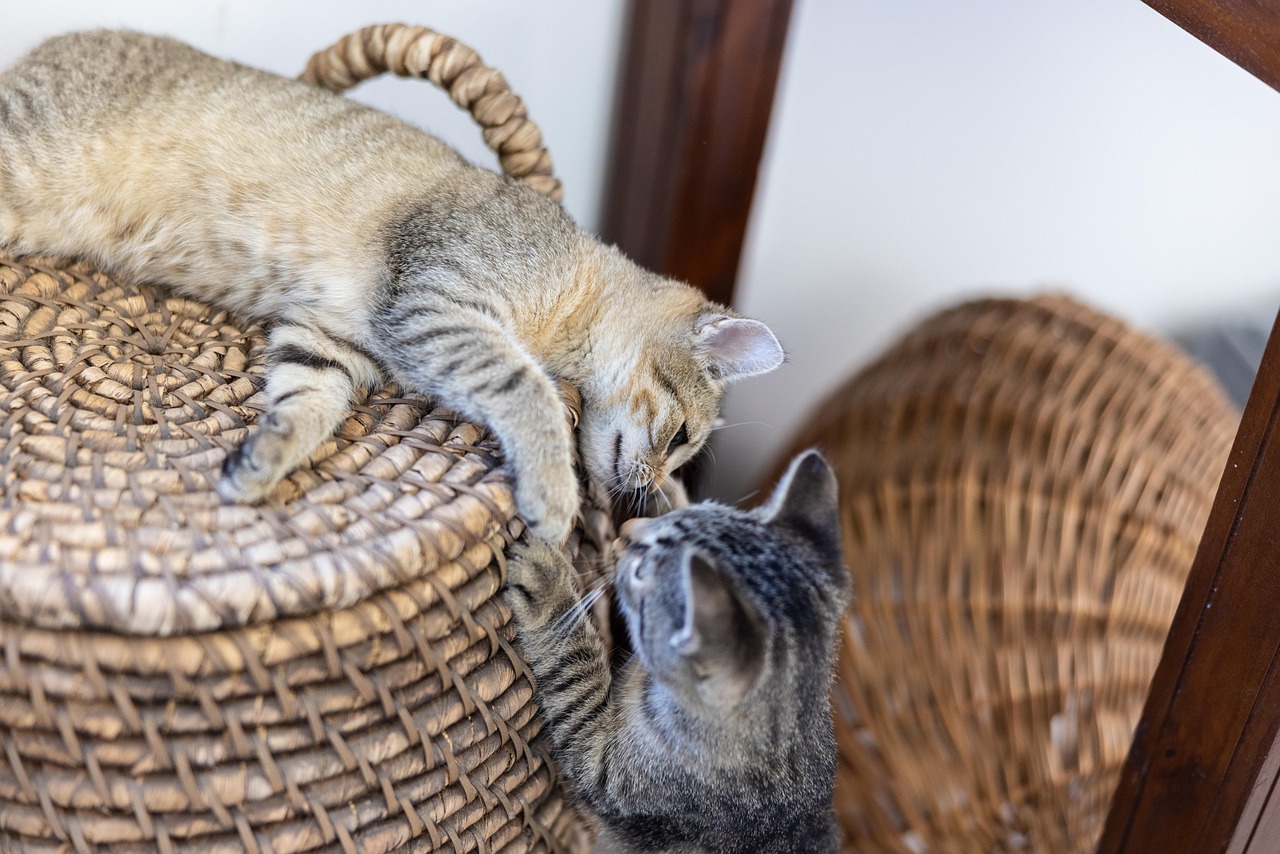 Cats Pets Felines - Free photo on Pixabay - Pixabay