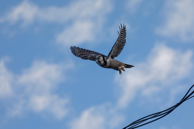 Hibou Oiseau En Volant - Photo gratuite sur Pixabay - Pixabay