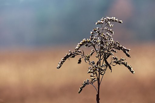 10+ Free Seed Panicles & Seeds Images - Pixabay