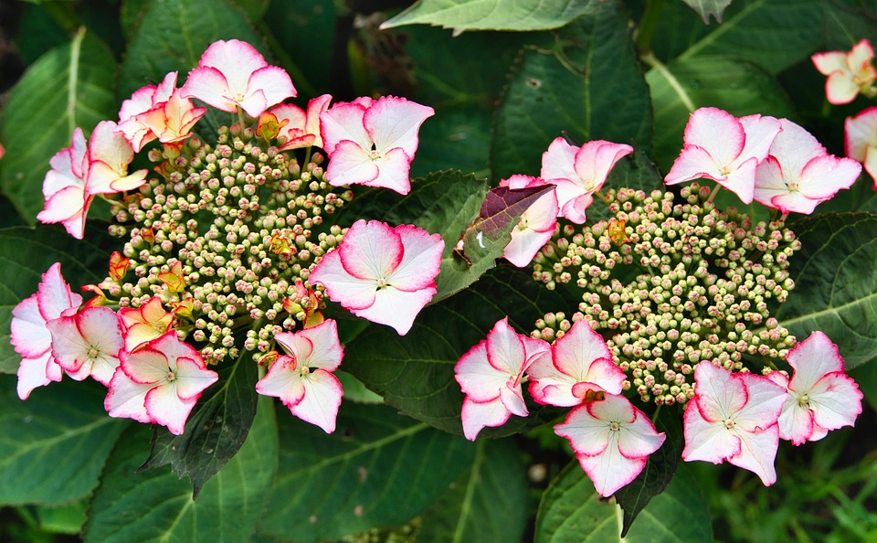Hortensie Blumen Garten - Kostenloses Foto auf Pixabay - Pixabay