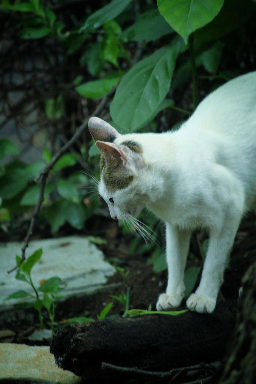 Animal Gato Felino - Foto gratuita no Pixabay - Pixabay