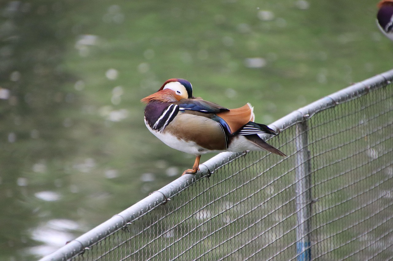 Mandarin Duck And Vannfugl - Gratis foto på Pixabay - Pixabay