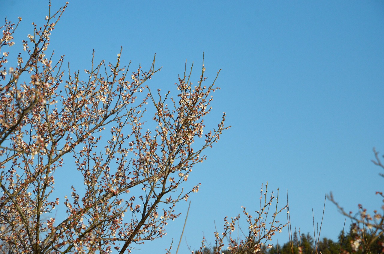 Plum Blossom Flowers Spring - Free photo on Pixabay
