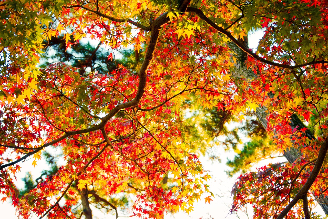 Feuilles Feuillage Branches - Photo gratuite sur Pixabay - Pixabay