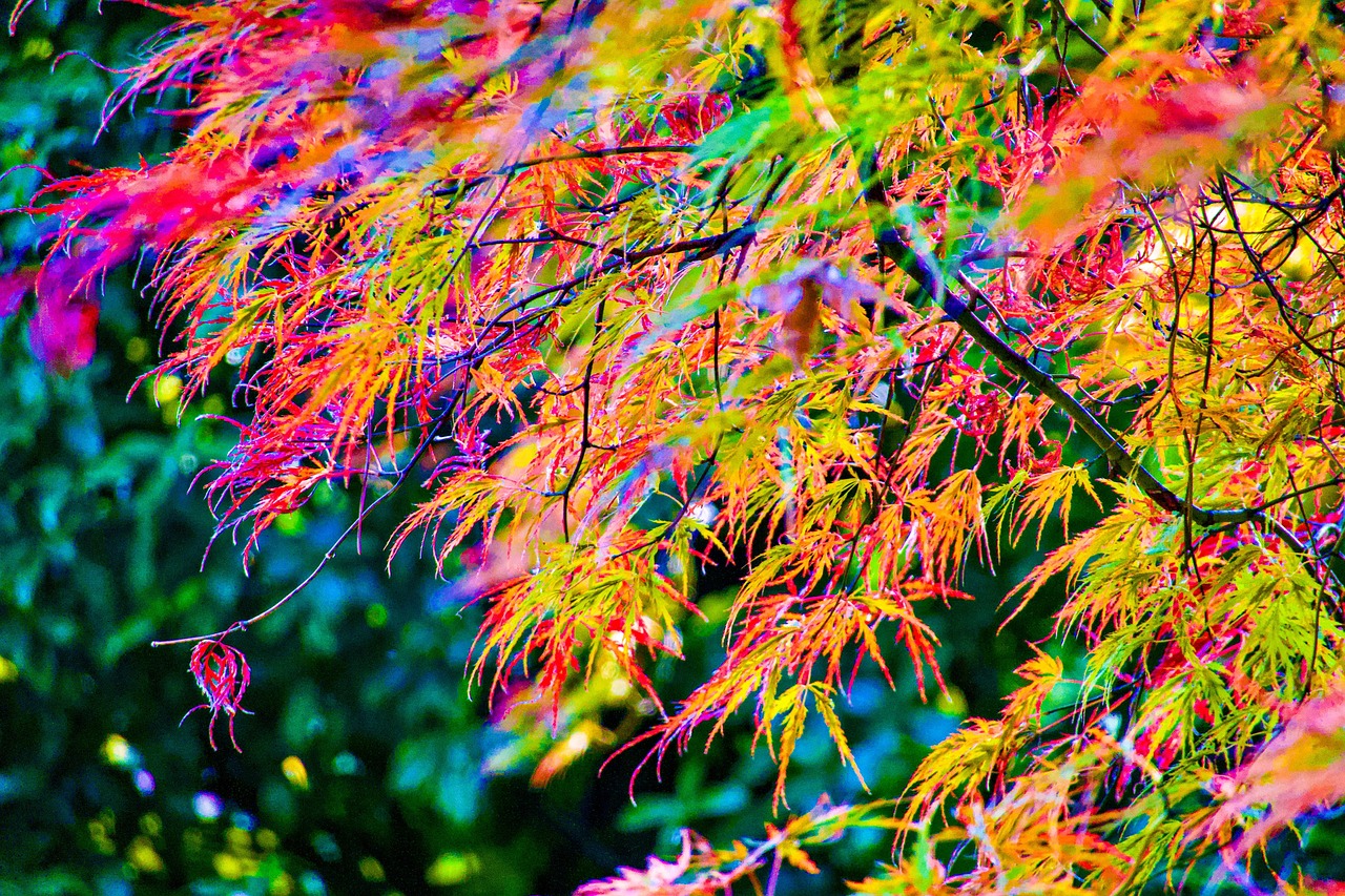 Leaves Plants Foliage Autumnal - Free photo on Pixabay - Pixabay