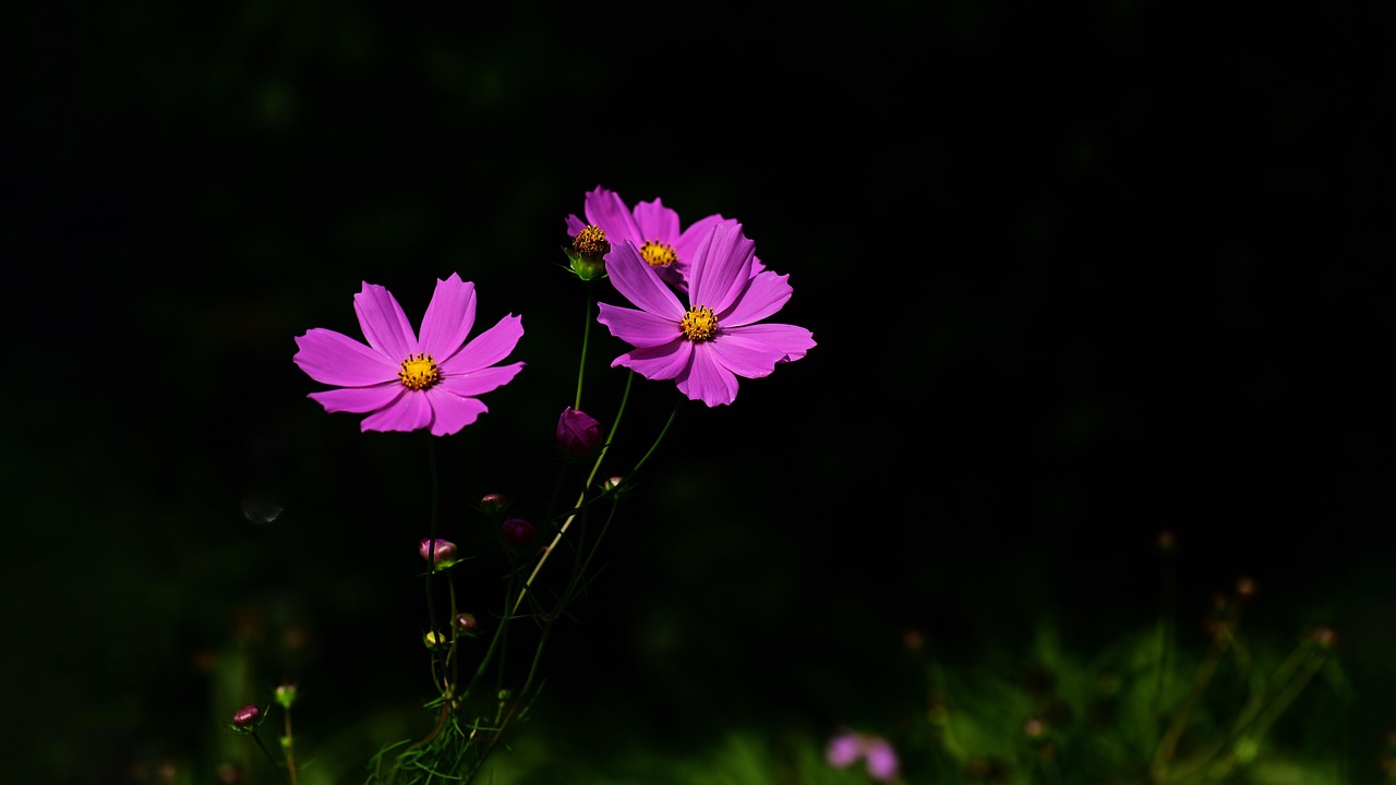 宇宙 花朵 粉红色的花朵 Pixabay上的免费照片 Pixabay