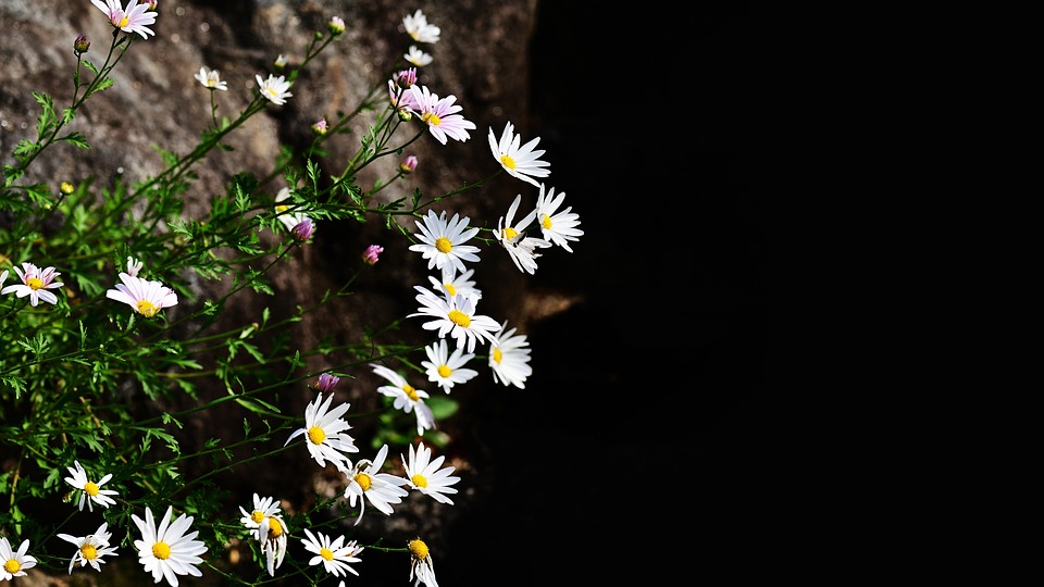 Flores Bloom Naturaleza - Foto gratis en Pixabay