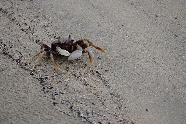 Plage Crabe Marin Fruit De - Photo gratuite sur Pixabay - Pixabay
