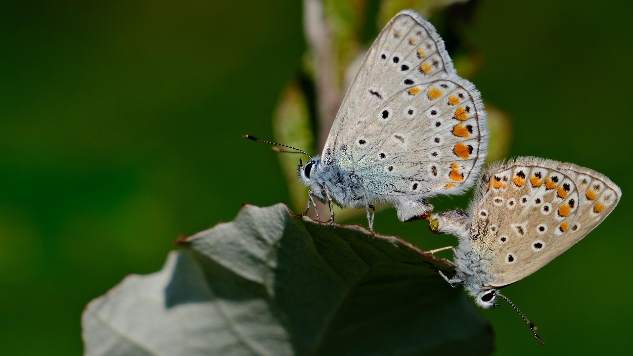 Ordinary Blue Butterfly - Free photo on Pixabay - Pixabay