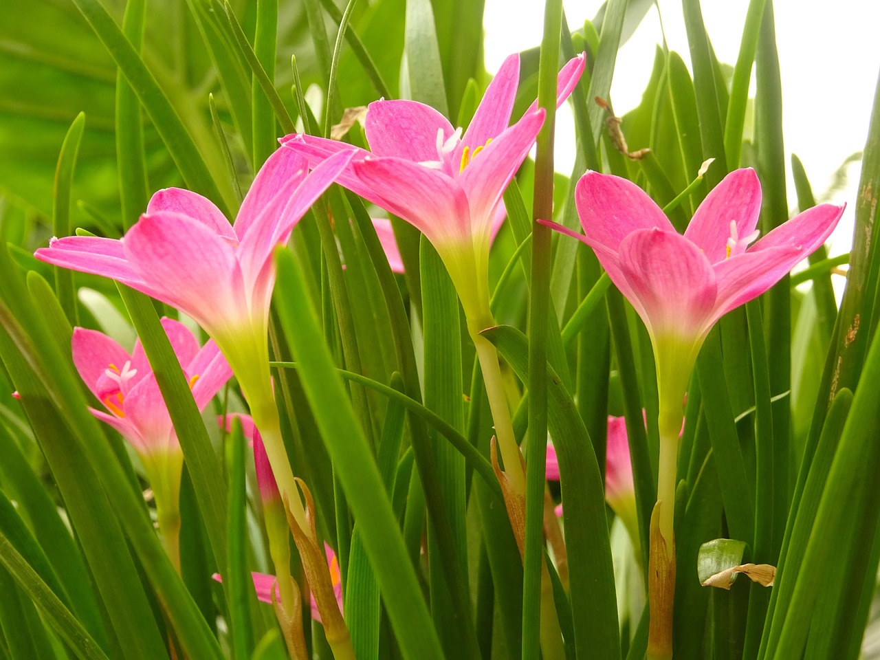 Bunga Merah Muda Hijau Jambu - Foto gratis di Pixabay - Pixabay