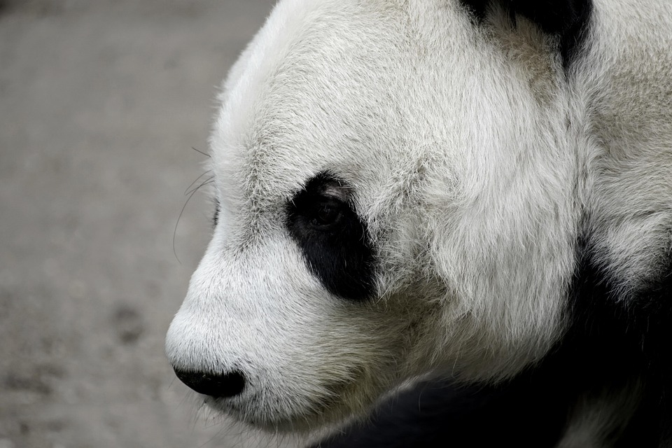 Animal Panda Mammal - Free photo on Pixabay - Pixabay