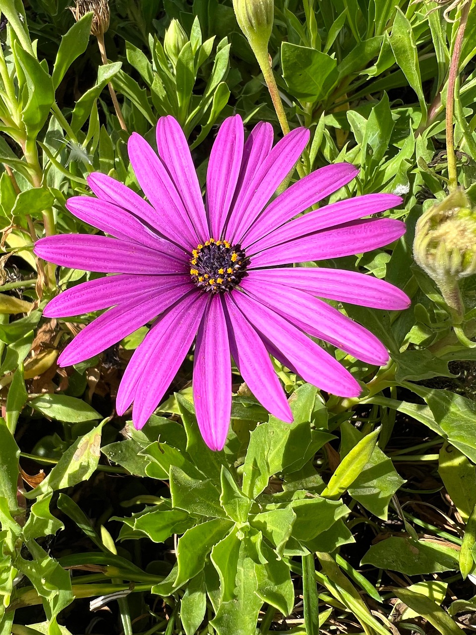 Flower Nauter - Free photo on Pixabay - Pixabay
