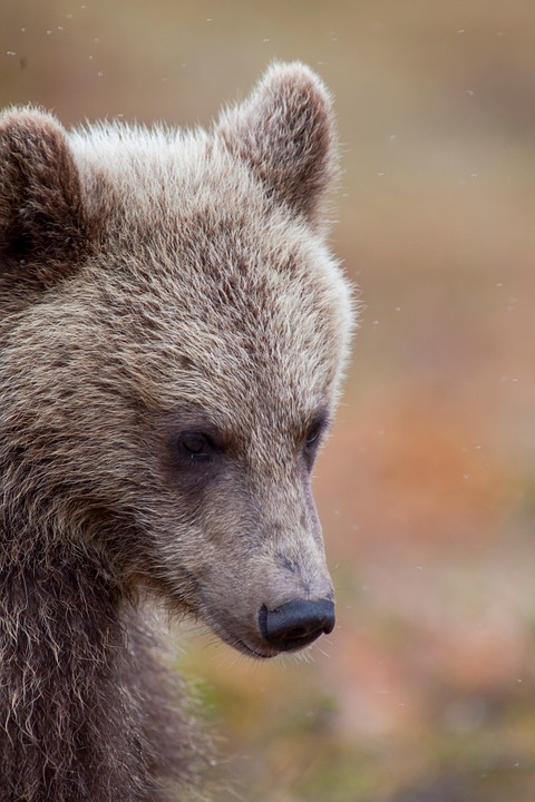 Beruang Brown Bear Ursus Arctos - Foto gratis di Pixabay - Pixabay