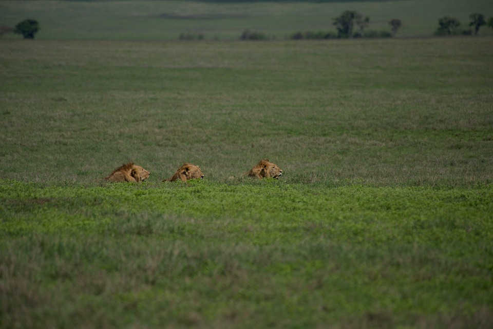 Lions Safari Wild - Free photo on Pixabay