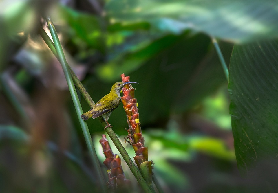 Little Spiderhunter Bird Avian - Free photo on Pixabay