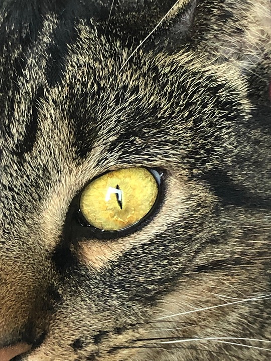Cat Eye - Free photo on Pixabay - Pixabay