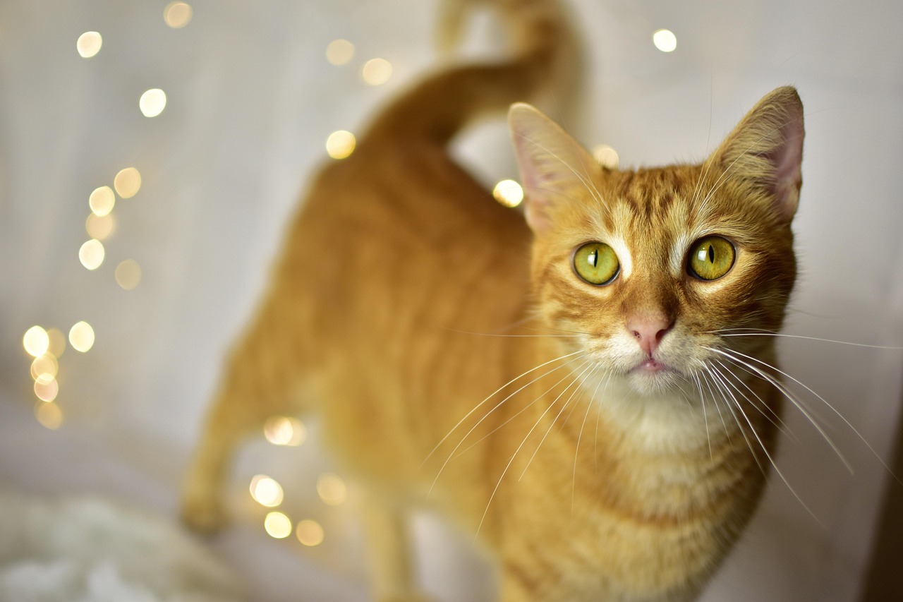 Animal Gato Felino - Foto gratuita no Pixabay - Pixabay