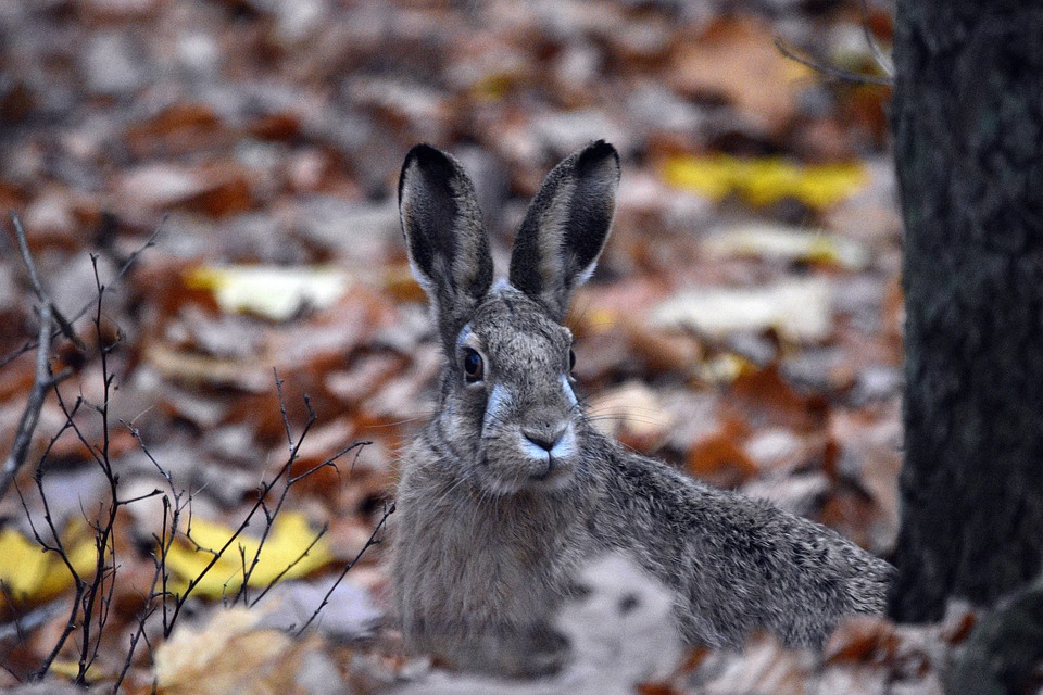 Hase Langohr Kaninchen-Ohren - Kostenloses Foto auf Pixabay