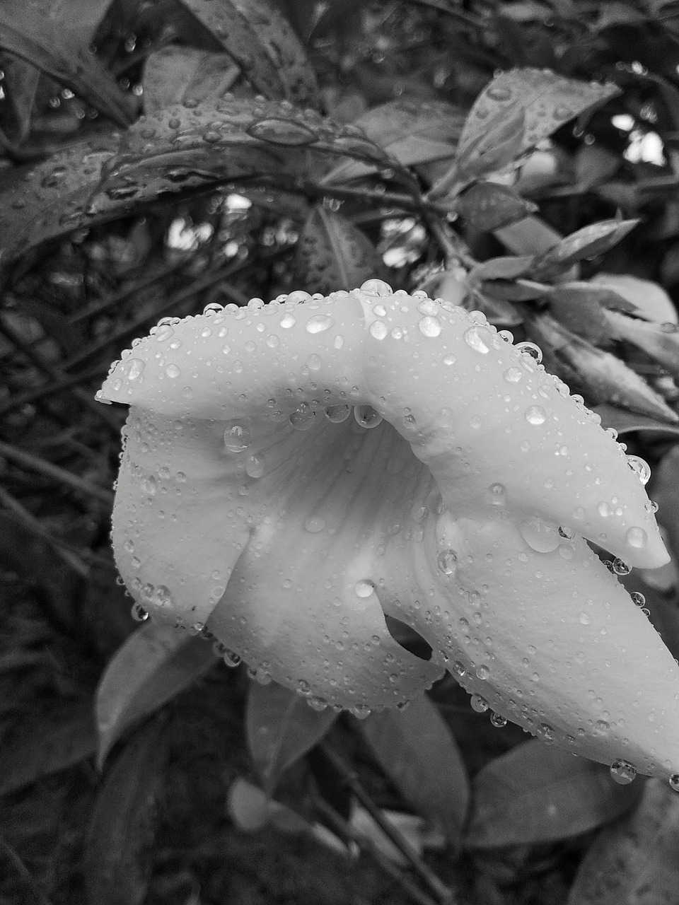 Water Regen Afzetten - Gratis foto op Pixabay - Pixabay