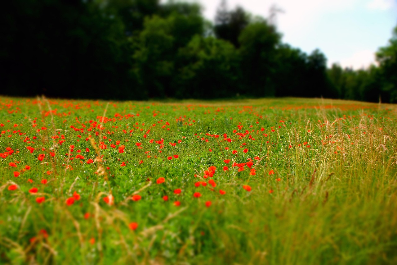 Poppy Nature Meadow - Free photo on Pixabay - Pixabay