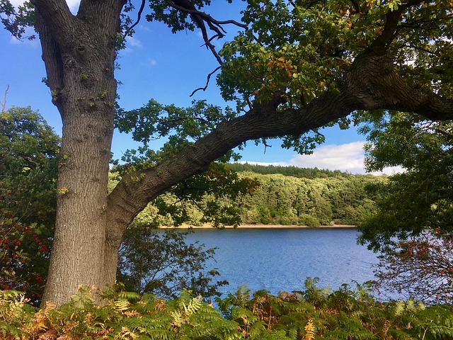 Reservoir Tree Forest - Free photo on Pixabay - Pixabay