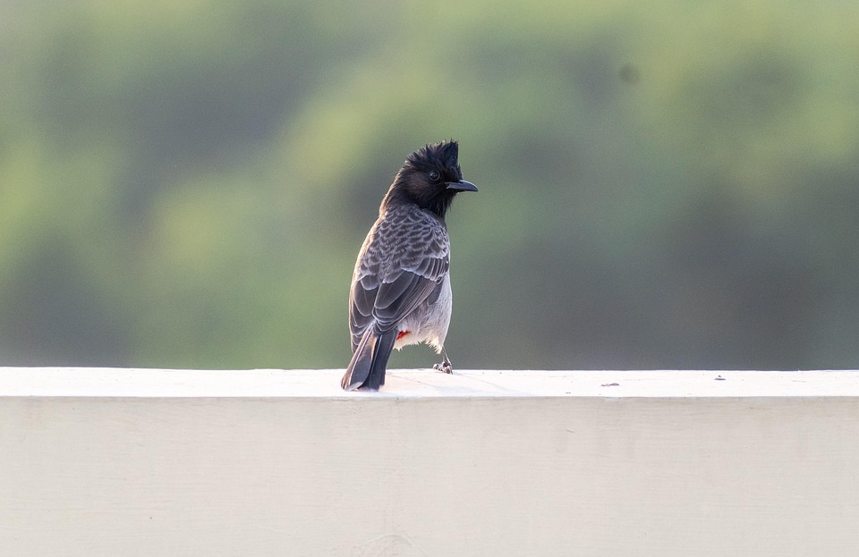 Bird Ornithology Species - Free photo on Pixabay