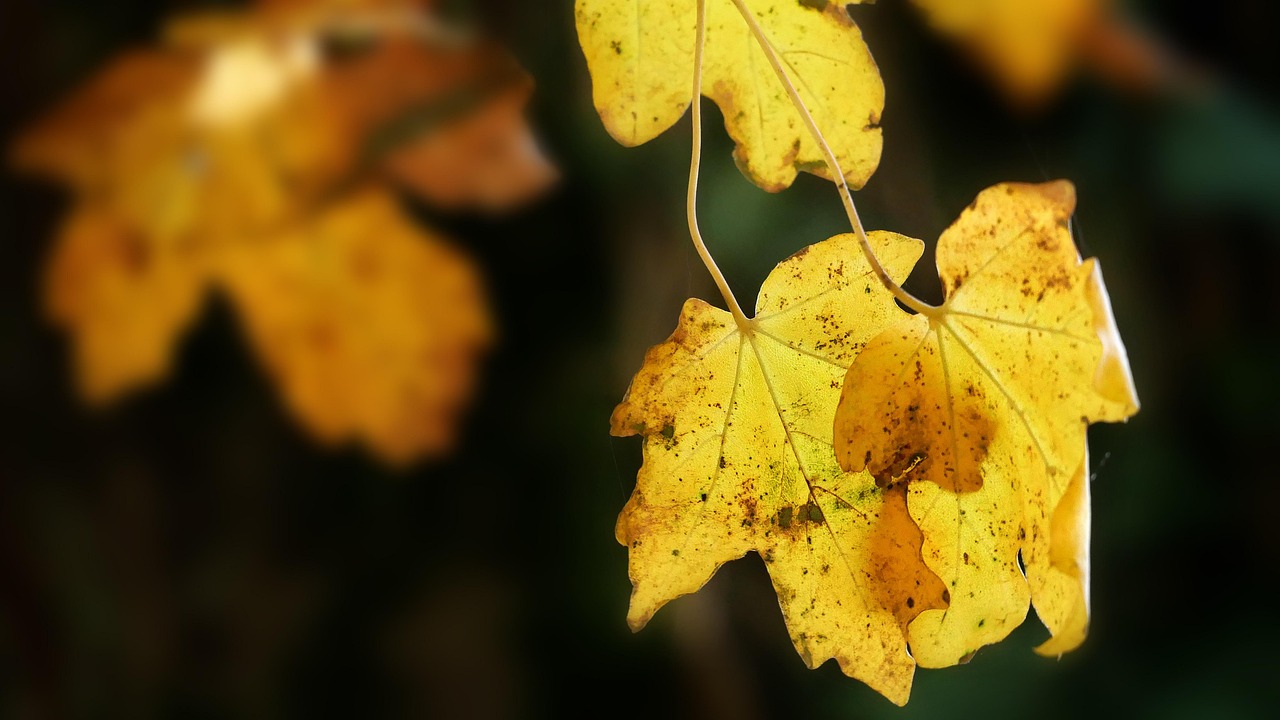 Fall Foliage Yellow Leaves - Free photo on Pixabay - Pixabay