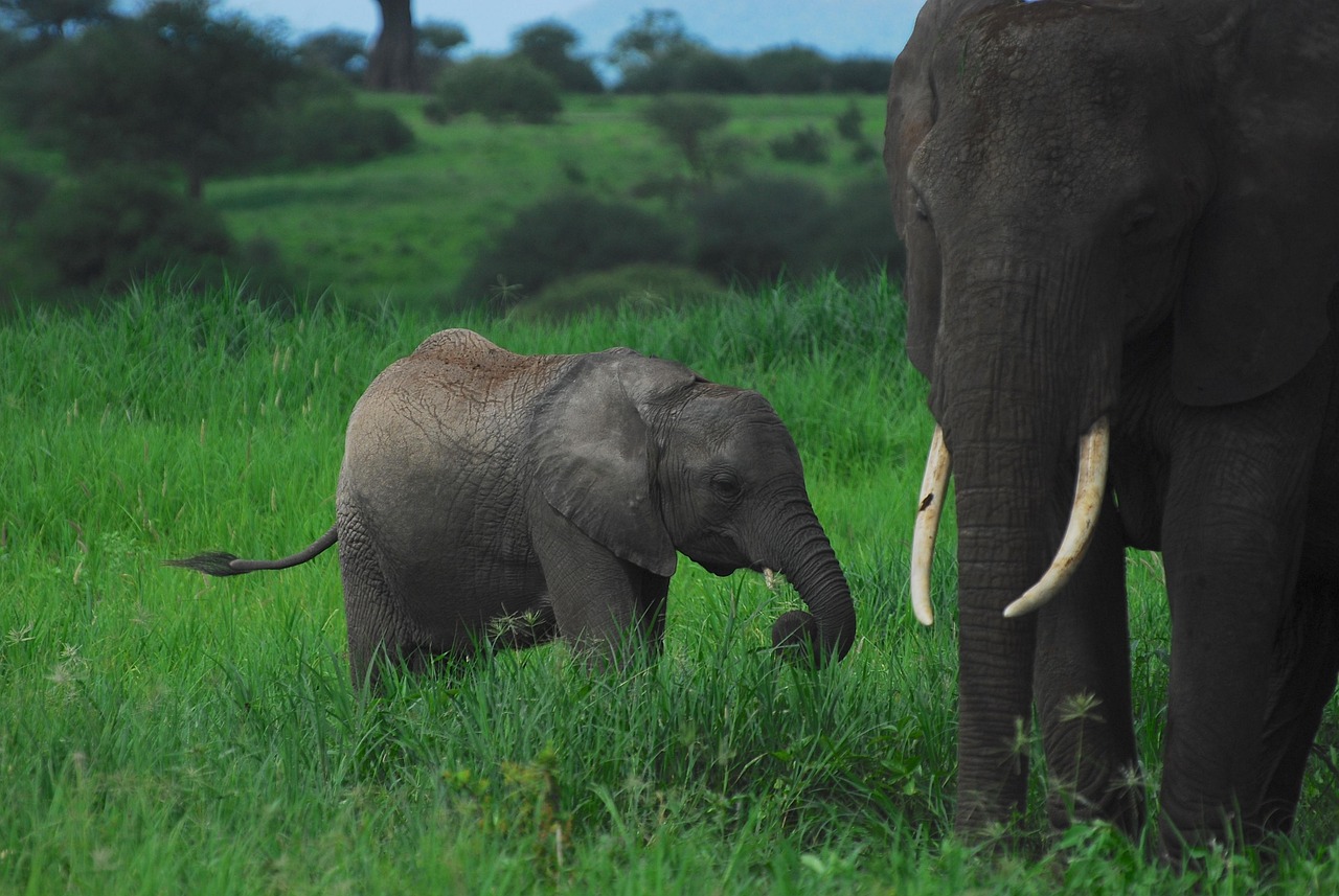Animal Elephants Mammal - Free photo on Pixabay