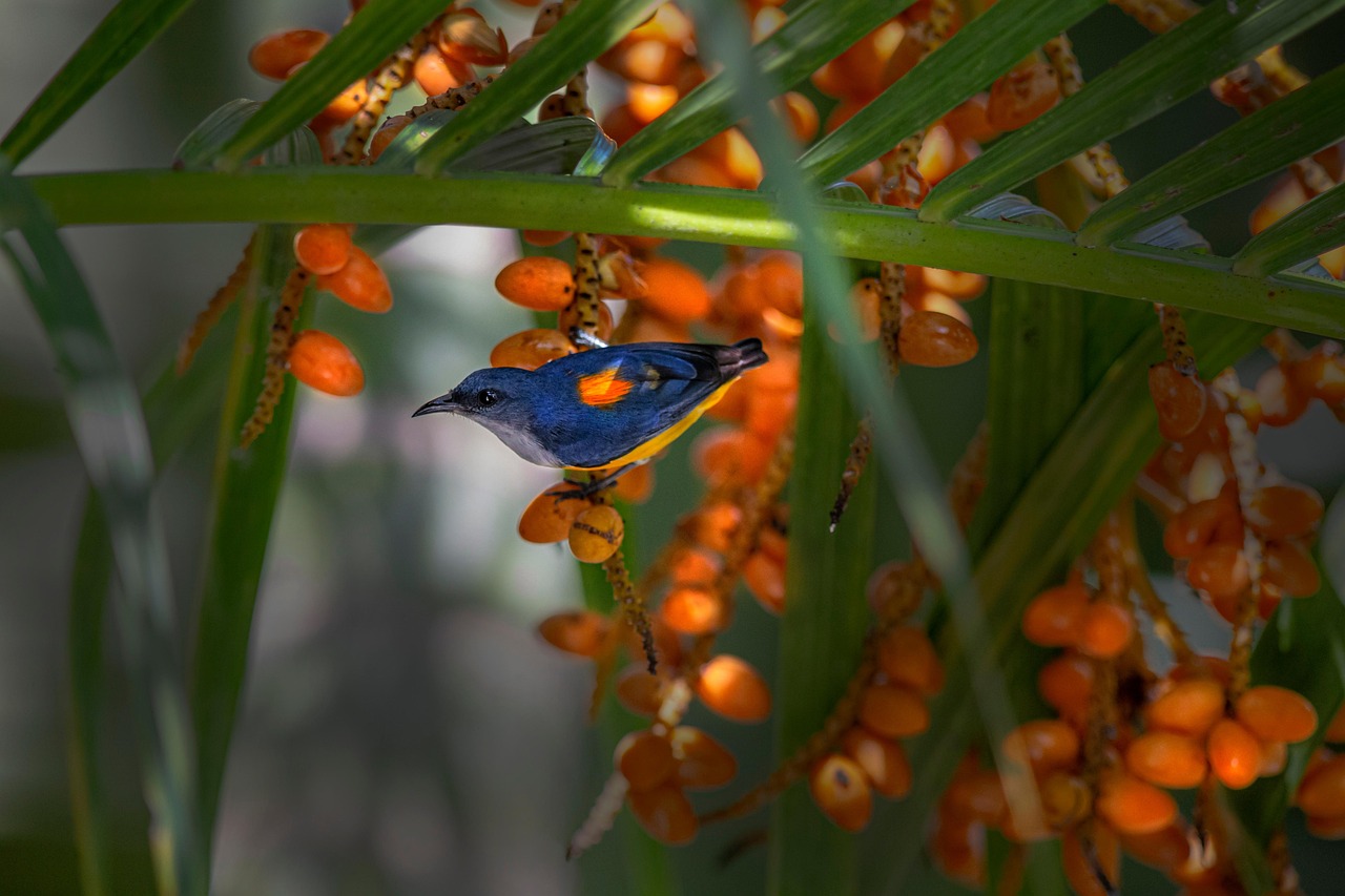 Bird Ornithology Fauna - Free photo on Pixabay - Pixabay