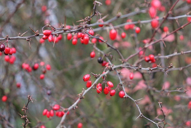 Rosehips Rose Hips Rosehip Berries - Free photo on Pixabay