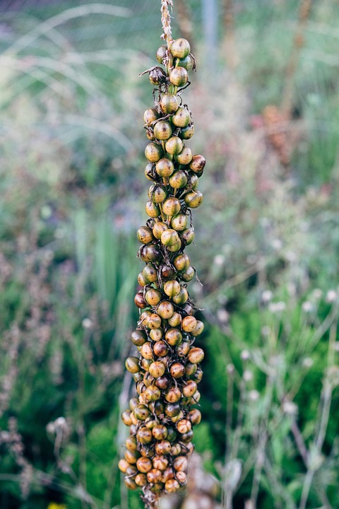 Planta Salvaje Prado Naturaleza Foto Gratis En Pixabay Pixabay