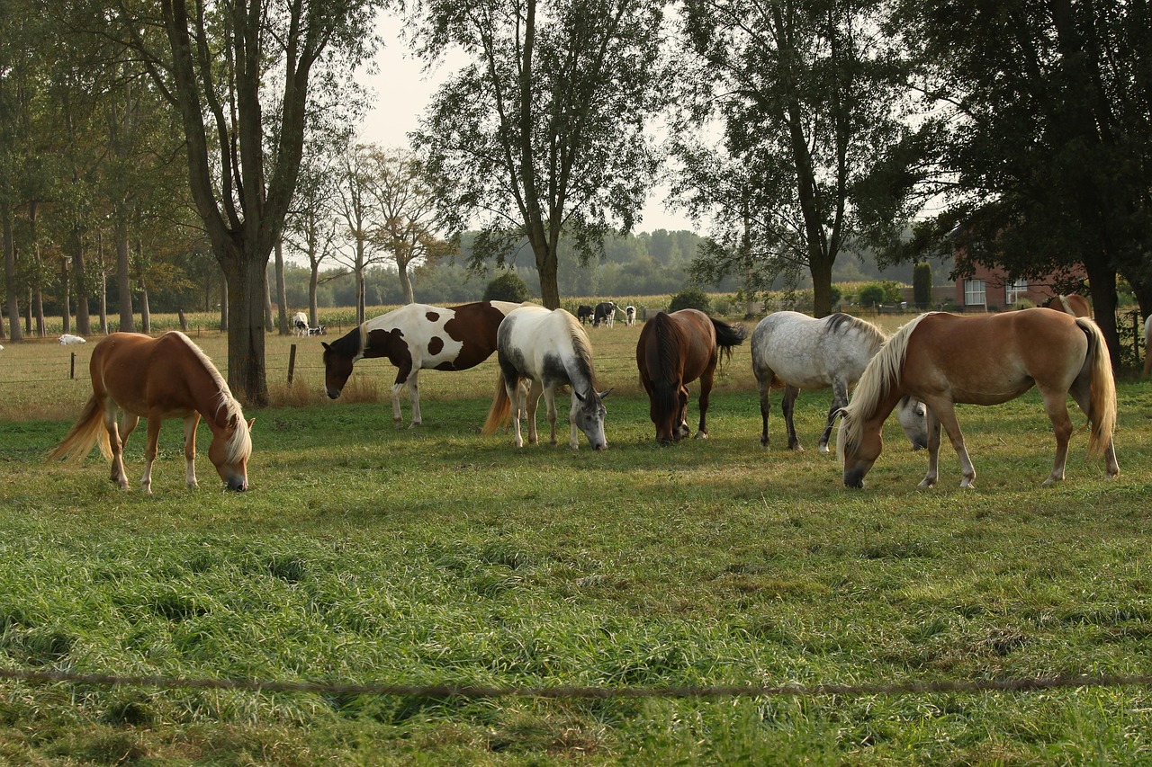 Horses Foal Herd - Free photo on Pixabay - Pixabay