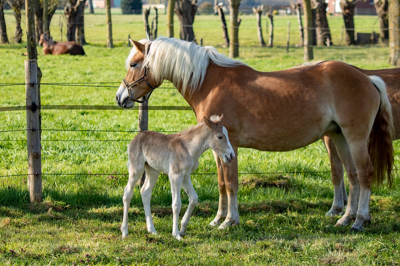 Foal Horses Animals - Free photo on Pixabay - Pixabay