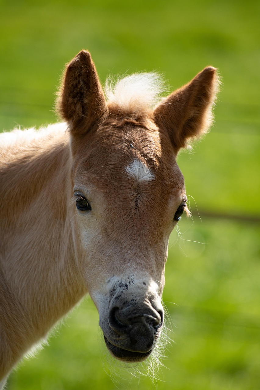 Foal Horse Animal - Free photo on Pixabay - Pixabay