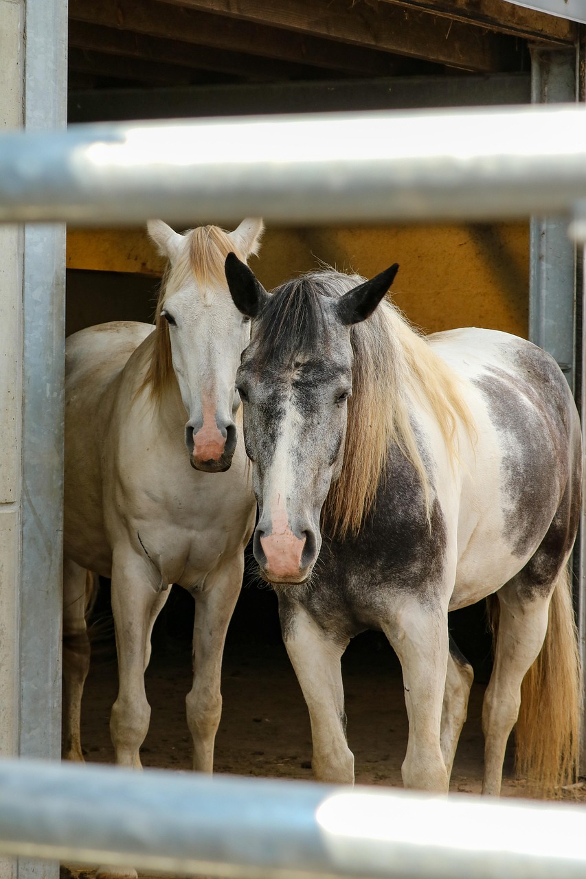 Cavalos Animais Estável - Foto gratuita no Pixabay - Pixabay