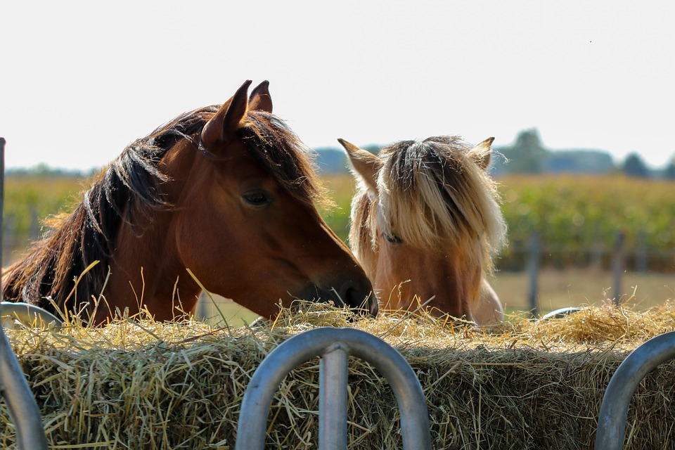Caballos Animales Heno - Foto gratis en Pixabay