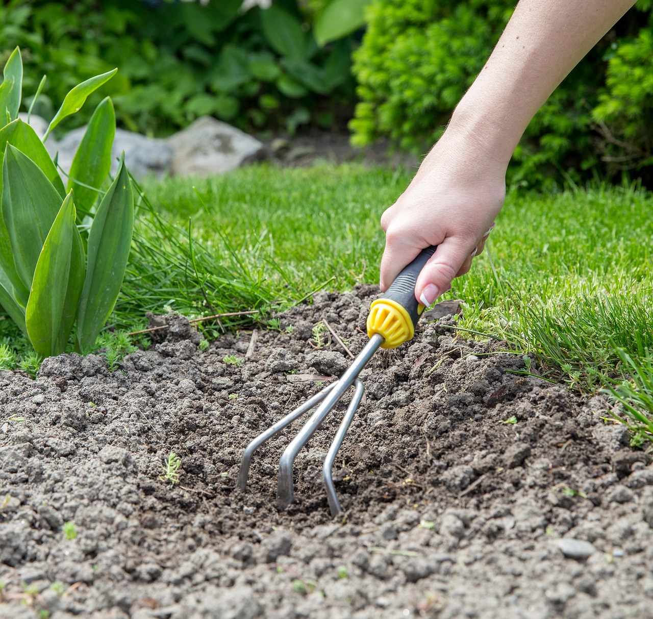 Garden Backyard Cultivation - Free photo on Pixabay