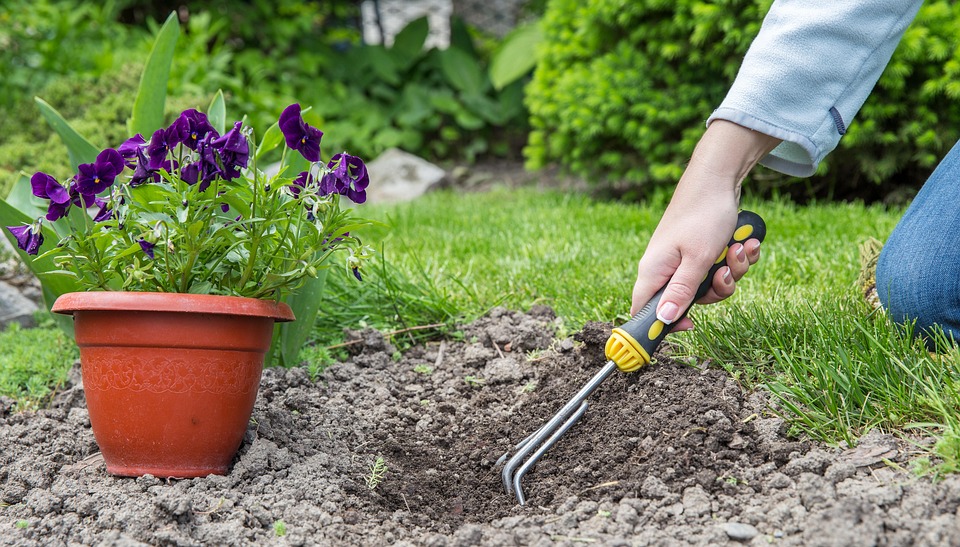 Gardening Backyard Cultivation - Free photo on Pixabay - Pixabay