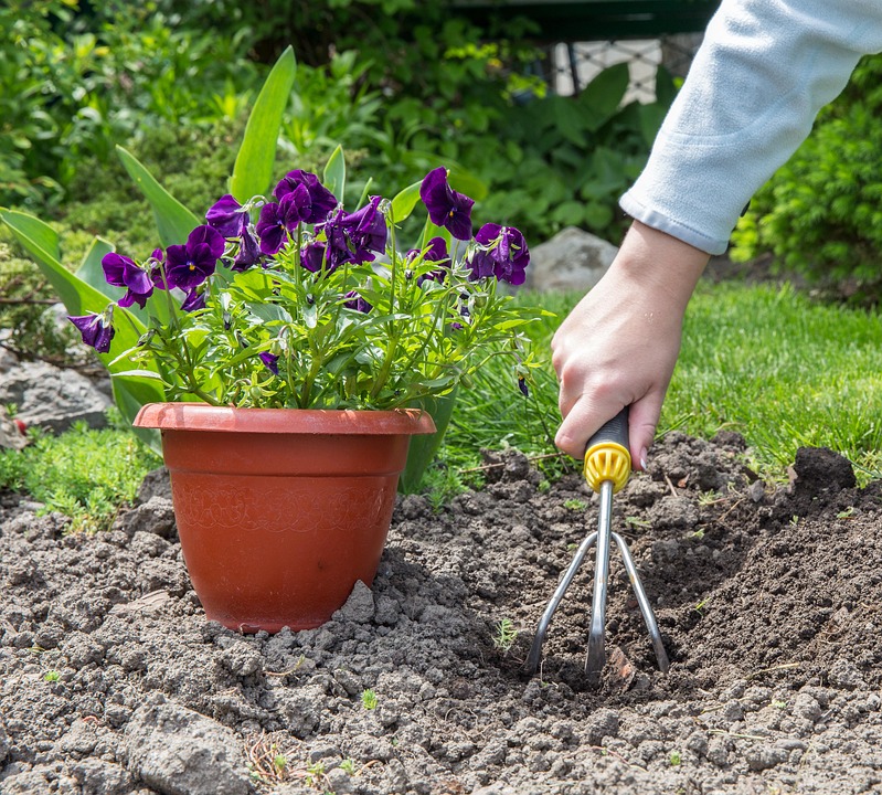 Gardening Backyard Cultivation - Free photo on Pixabay - Pixabay