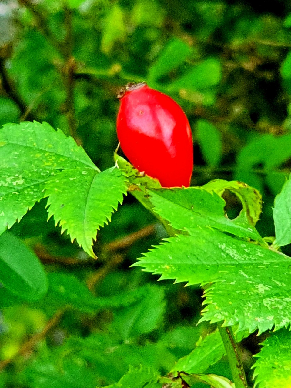 Plant Red Flora - Free photo on Pixabay - Pixabay